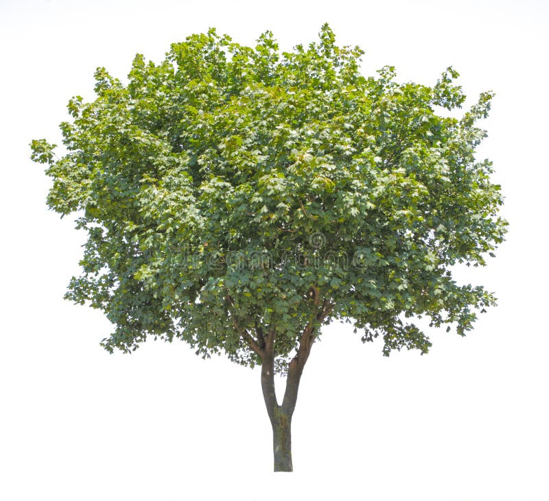 Wide leaf tree stock photo. Image of tree, beauty, greenery - 29918534