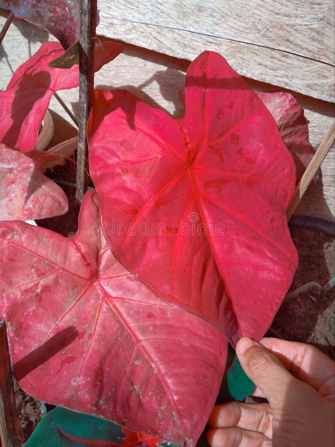 Wide Leaves of a Decorative Taro Plant Stock Photo - Image of pink ...