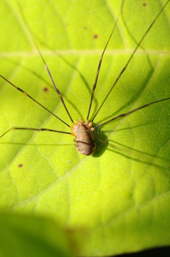 Wide-legs Spider - Pholcus-phalangioides. Stock Image - Image of wide ...