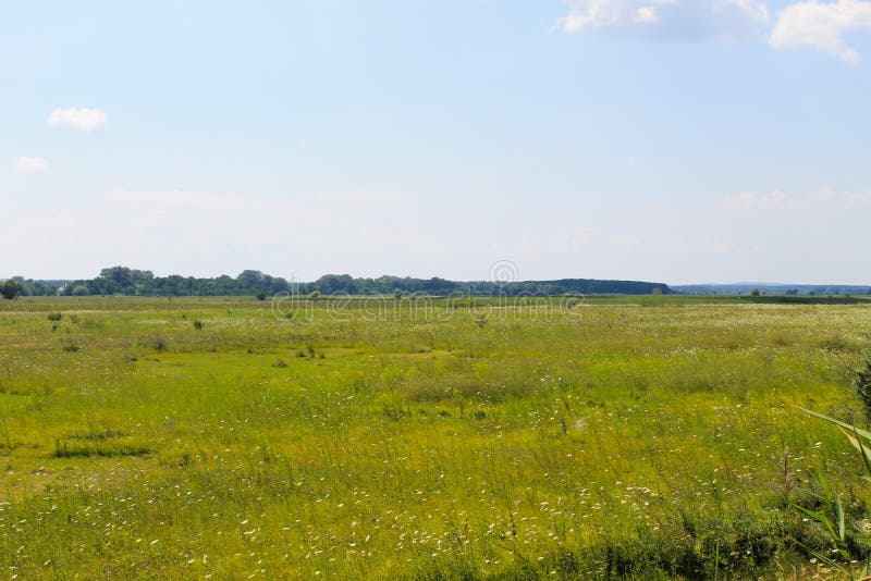 Wide meadow and blue sky stock photo. Image of meadow - 77038044