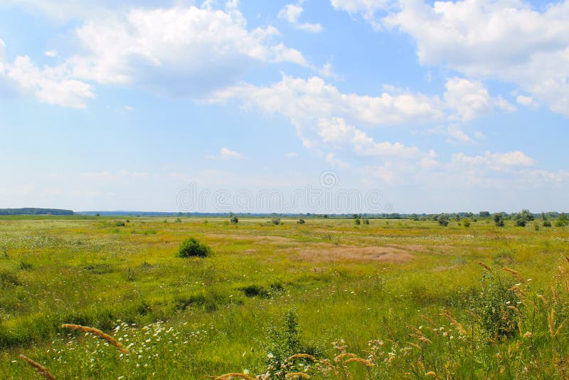 Wide meadow and blue sky stock photo. Image of plant - 77038088