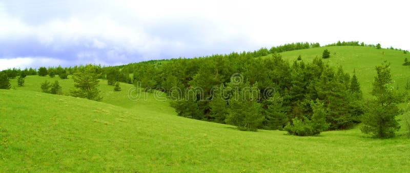 Wide Meadow and Fir Forest stock image. Image of calm - 27421867