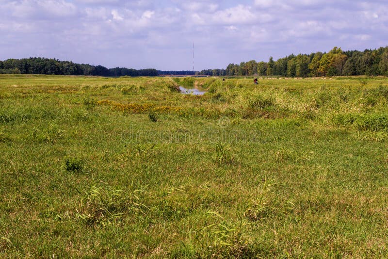 Meadow and stream stock image. Image of nature, meadow - 100994895