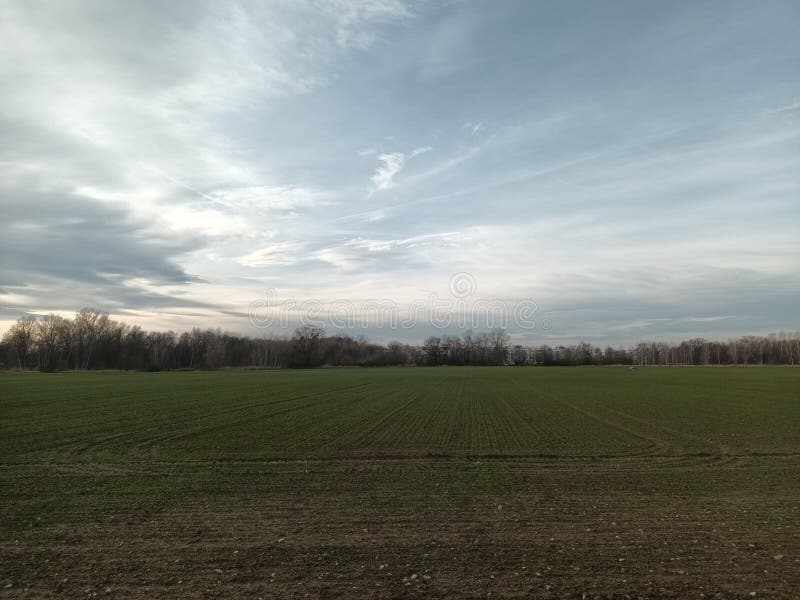 Green Grass in a Field Under a Clear Blue Sky Stock Photo - Image of ...