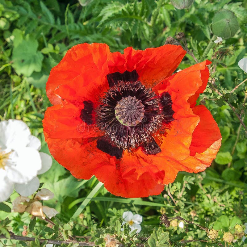 Wide open red poppy stock photo. Image of lovely, wildlife - 84109920