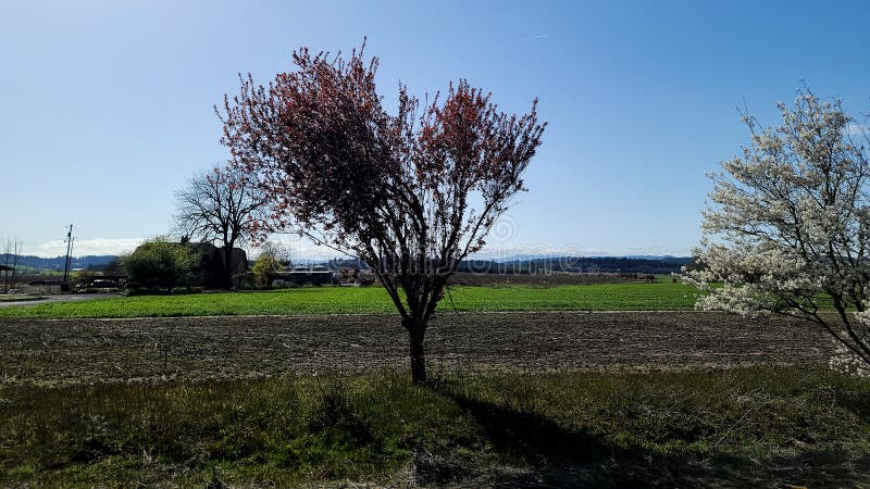 Wide open spaces stock photo. Image of flower, cloud - 229206490