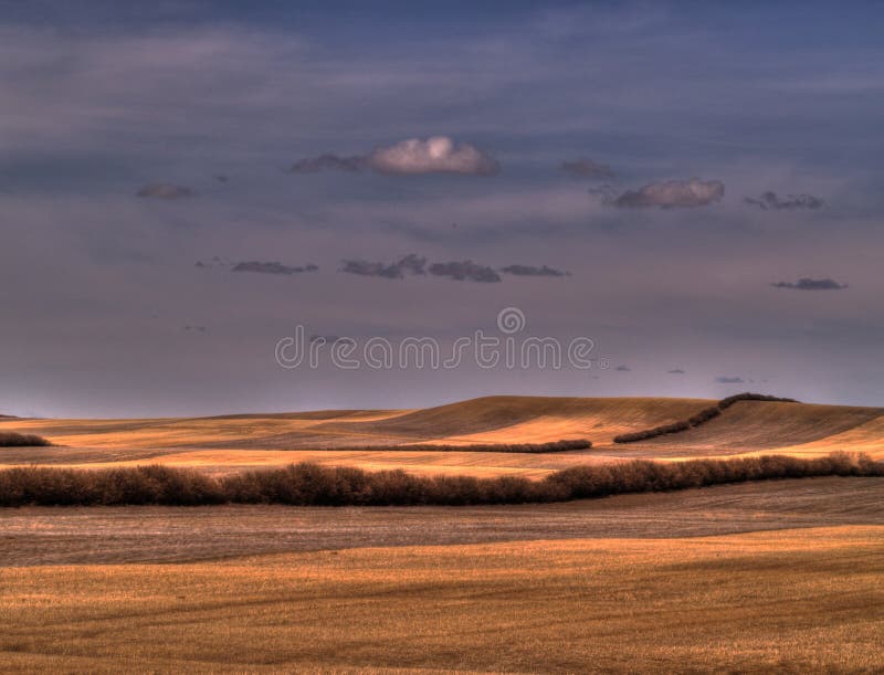 Farmland with cereal crops stock photo. Image of harvested - 1426774