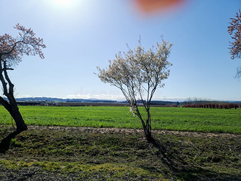 Wide open spaces stock image. Image of meadow, leaf - 233001247