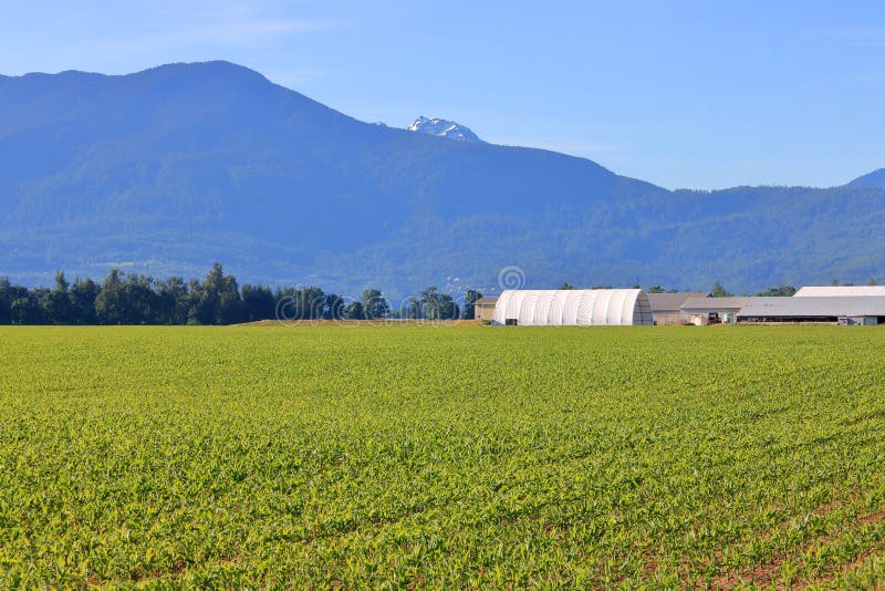 Wide Open Valley Cornfield and Mountain Stock Photo - Image of large ...