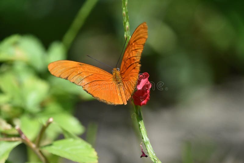 Wide Open Wings on an Orange Butterfly Stock Image - Image of flower ...