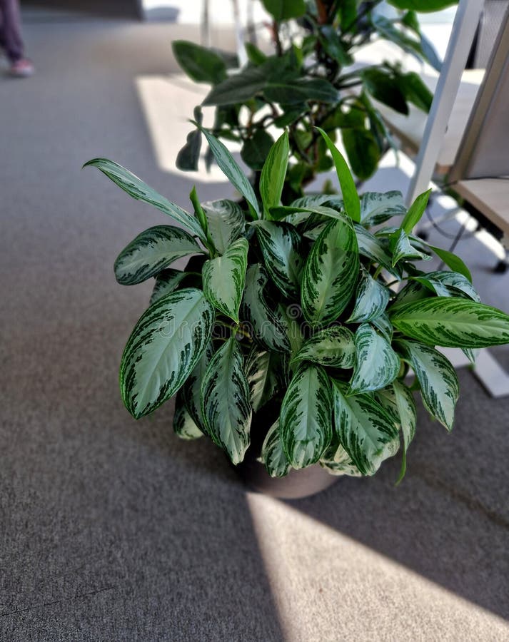 Wide and Oval with a Shiny Surface, Predominantly Silver-grey in Colour ...