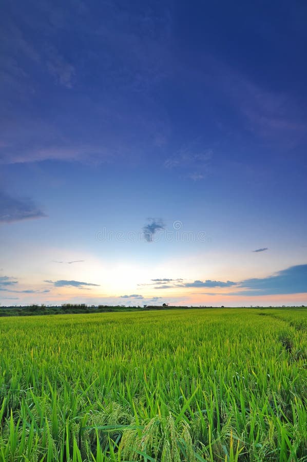 Wide Paddy Field at Sunset with Blue Sky at Perak Malaysia Stock Image ...