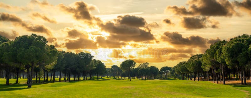Wide Panorama of a Clearing on a Beautiful Golf Course with Pine Trees ...