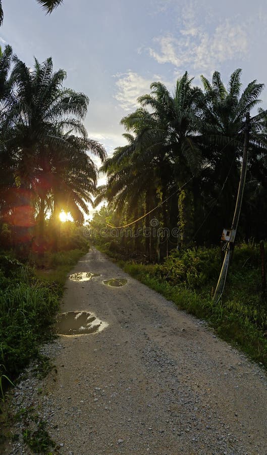 Wide Panoramic Landscape Scene of the Rural Pathway into the Plantation ...