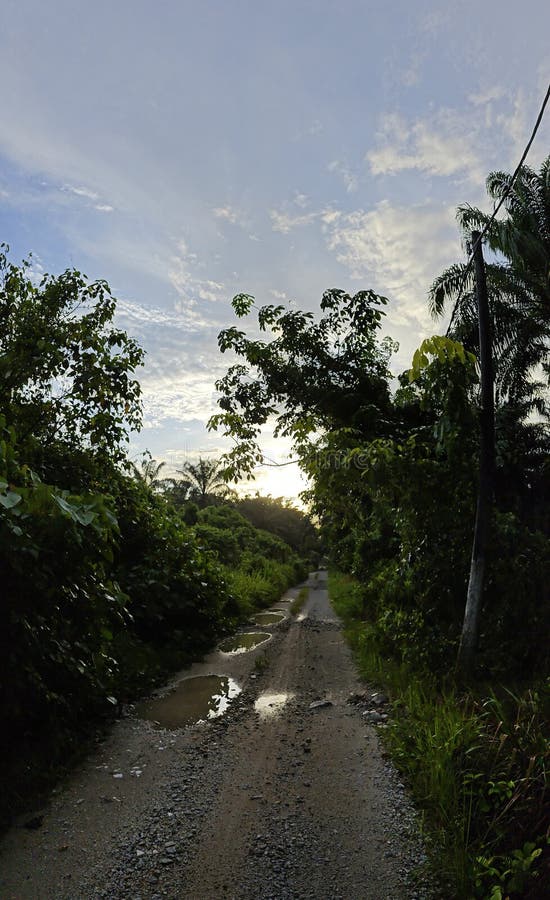 Wide Panoramic Landscape Scene of the Rural Pathway into the Plantation ...