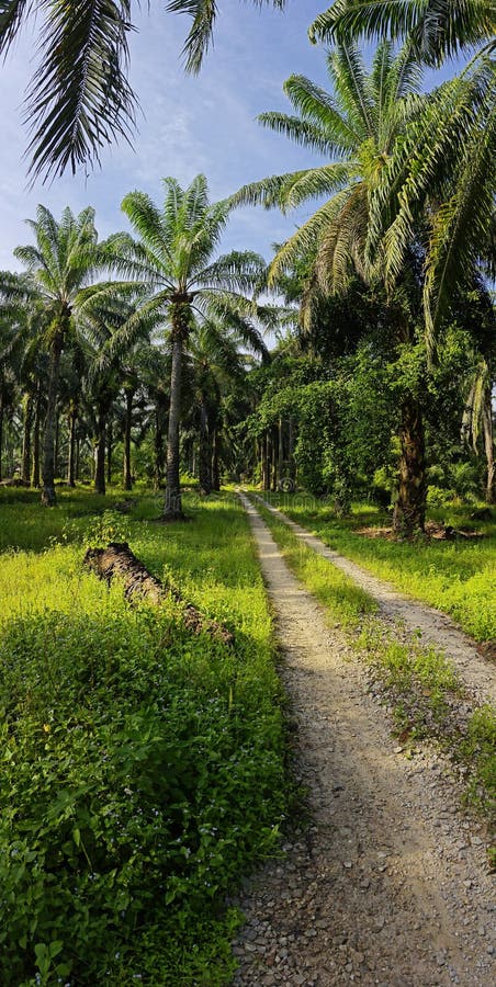 Wide Panoramic Landscape Scene of the Rural Road into the Plantation ...