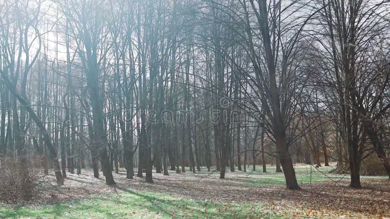 Wide Park Path in Spring with Bare Trees and Clear Blue Sky Stock Video ...