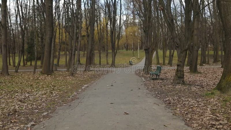 Wide Park Path in Spring with Bare Trees and Clear Blue Sky Stock Video ...
