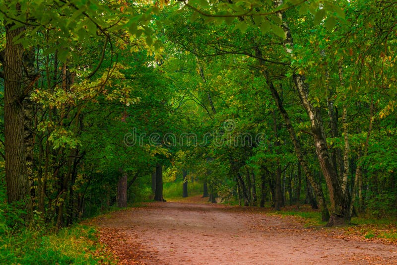Wide Path in the Autumn Forest, Stock Photo - Image of seasons, park ...