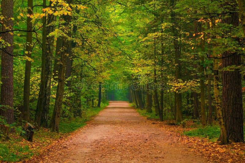 Wide Path in a Beautiful Forest Stock Image - Image of beautiful, tall ...