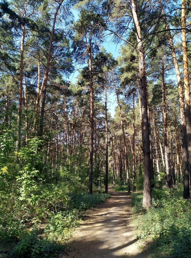 Wide Path in a Beautiful Summer Pine Forest Stock Image - Image of ...