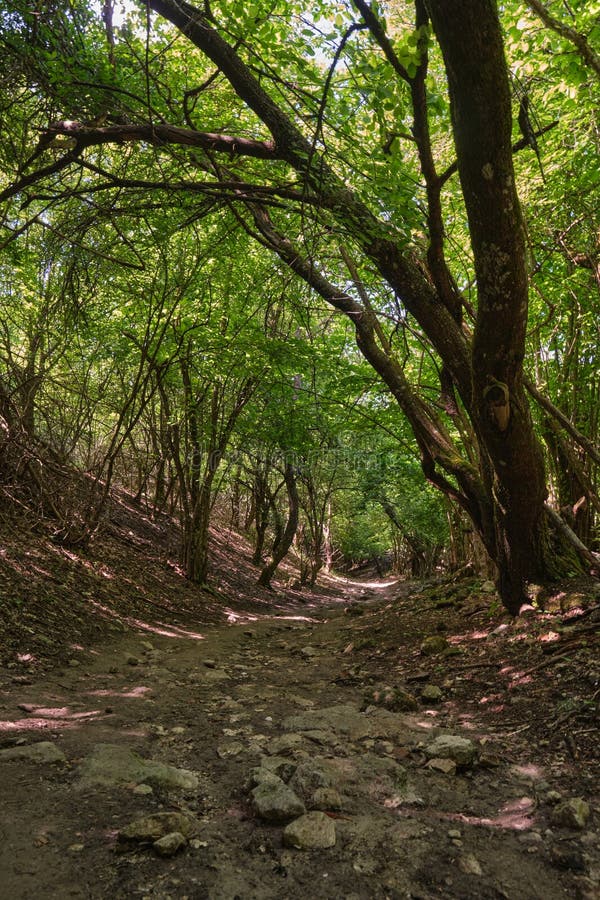 A Wide Path in a Dense Forest Stock Photo - Image of footpath, path ...
