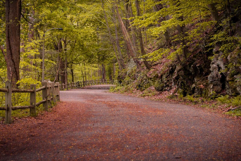 Wide path through forest stock image. Image of forest - 113755821
