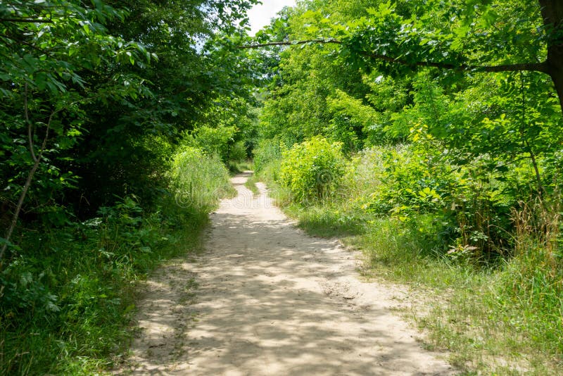 Wide Path between Green Bushes and Shrubs Stock Photo - Image of bush ...