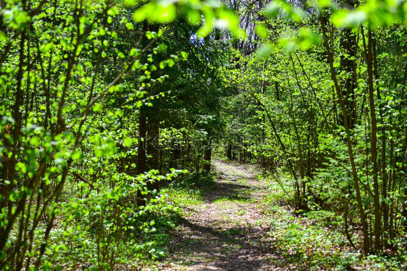 Wide Path in the Green Forest Stock Image - Image of tree, park: 183397211