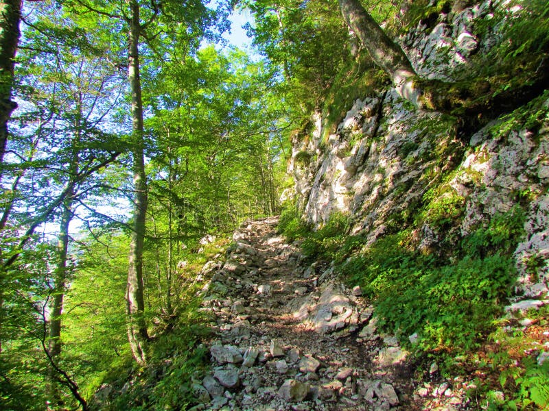 Wide Path Leading through a Temperate Deciduous Beech Forest Stock ...