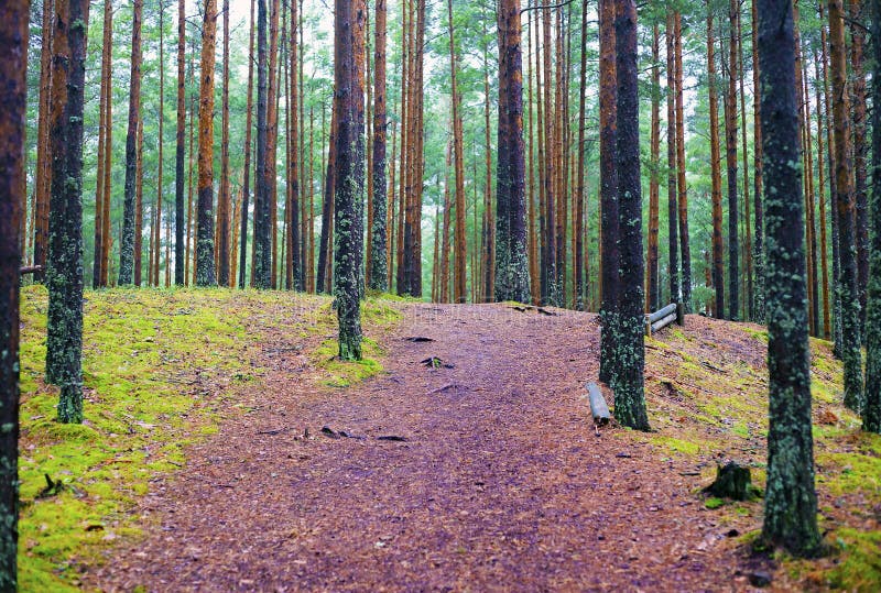 Wide path in pine forest stock image. Image of leaf, park - 80479781