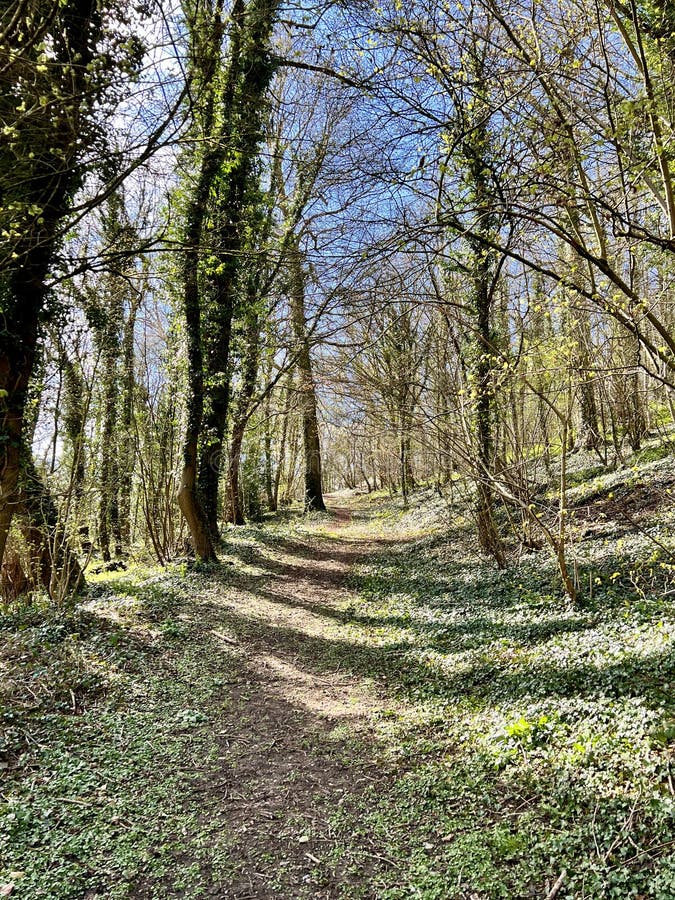 Path through woods stock image. Image of environment - 244749891