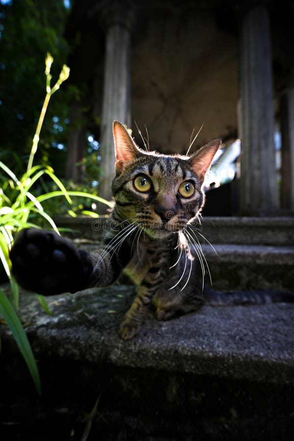 Wide Photo of Cat with Big Yellow Eyes Stock Photo - Image of eyes ...