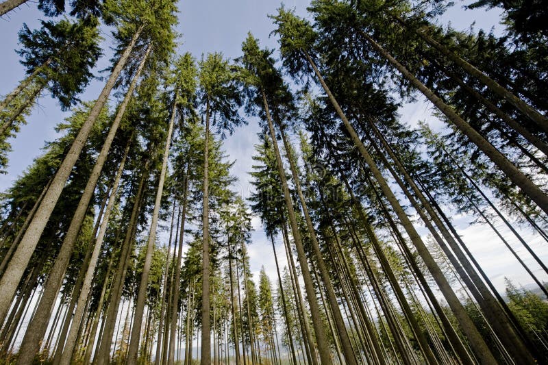 Wide pine trees stock image. Image of pine, season, indian - 6661375