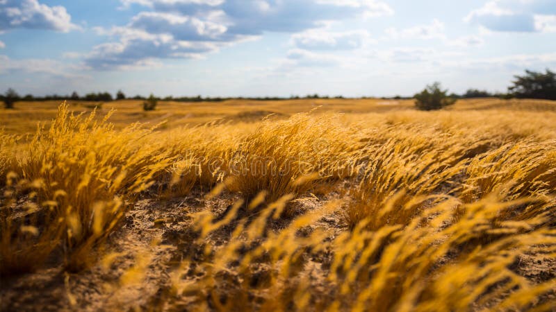 Wide Summer Prairie Under a Dense Cloudy Sky Stock Image - Image of ...
