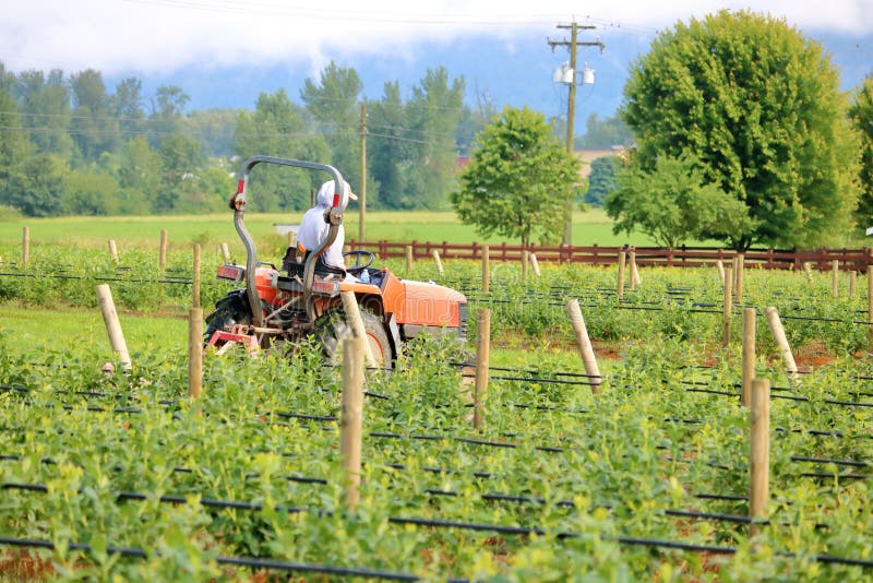 Field Worker Drives Tractor Stock Photo - Image of driver, work: 191647738