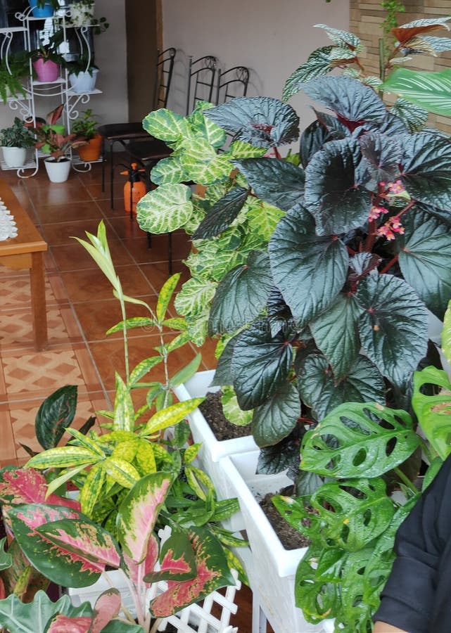 A Wide Range of Plant Shown in the Garden Stock Image - Image of plant ...