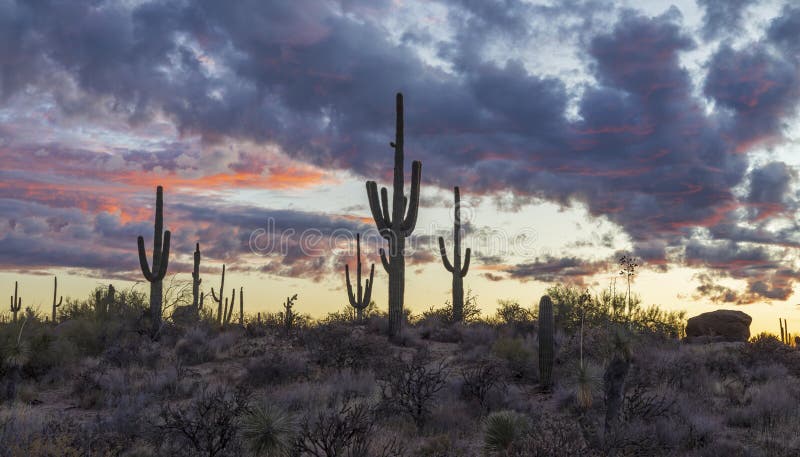 Wide Ratio Desert Sunset Landscape with Cactus on Hill in Arizona Stock ...