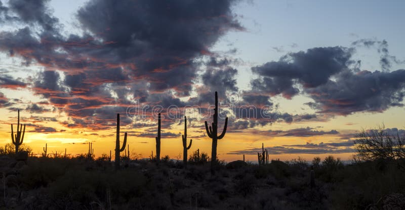 Wide Ratio Desert Sunset Landscape with Cactus on Ridge Stock Photo ...