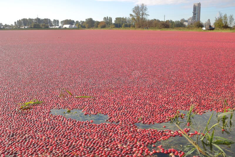 Cranberries in Flooded Cranberry Bog in New Jersey Stock Image - Image ...