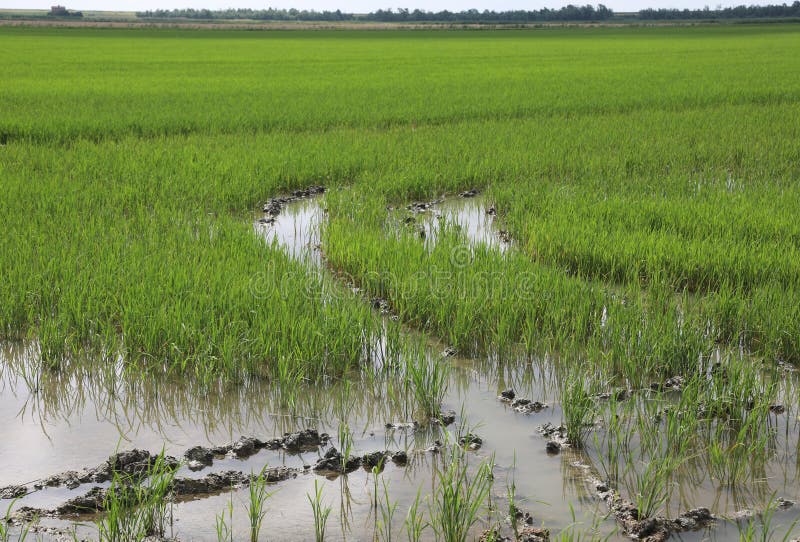 Wide Rice Field in Summer without People Stock Image - Image of ...