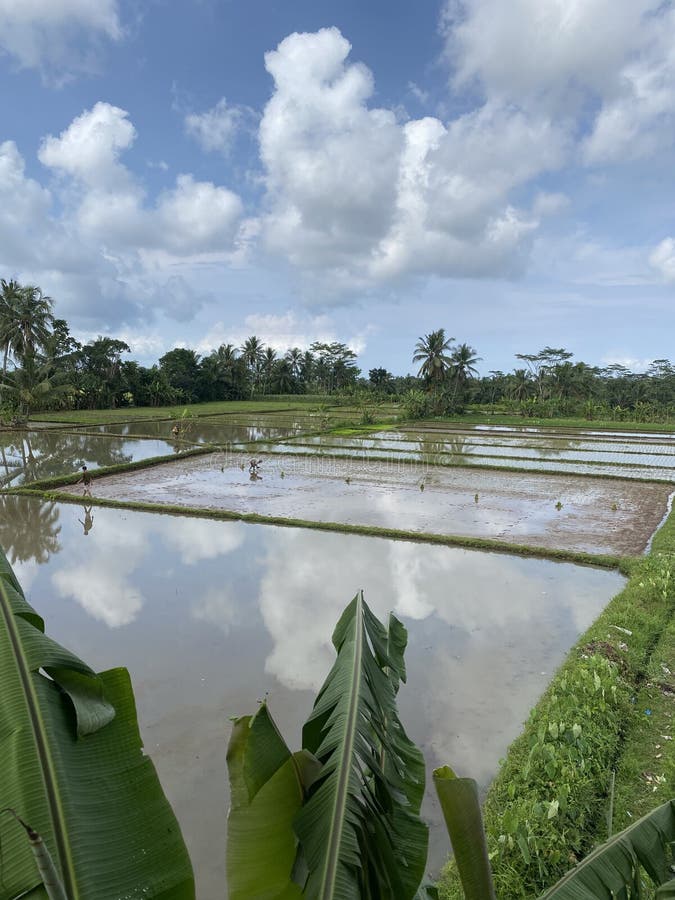 Wide rice fields stock image. Image of wetland, field - 262499821