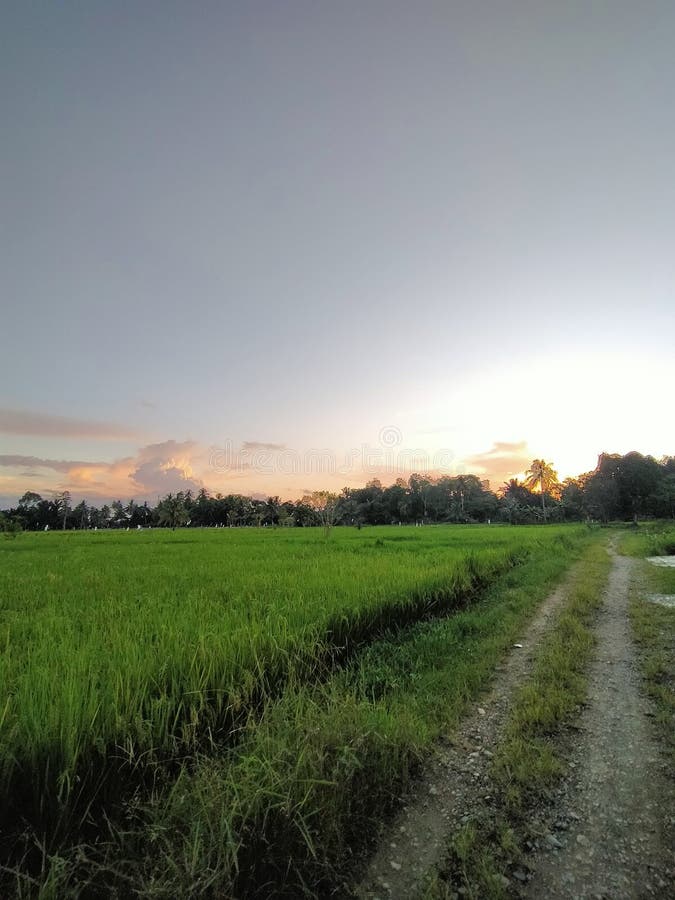 Wide rice fields stock image. Image of atmosphere, rice - 279134853