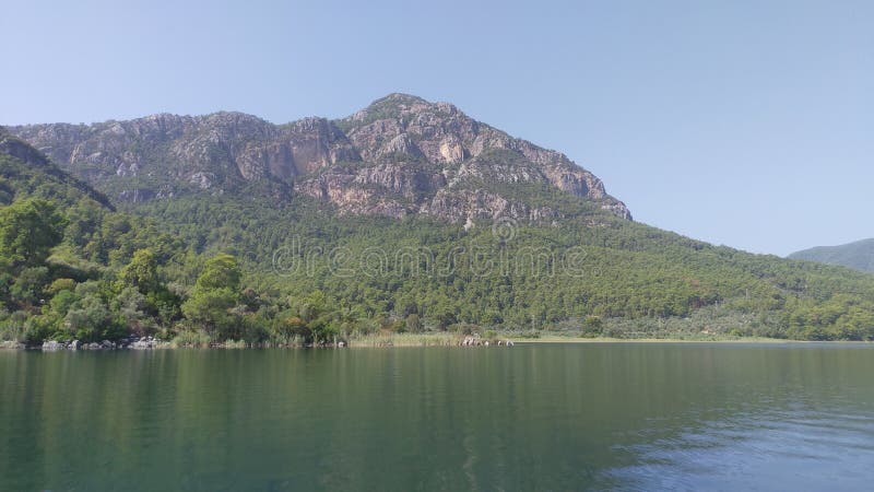 Reed Grows at the Bottom of a Mountain Canyon Stock Image - Image of ...