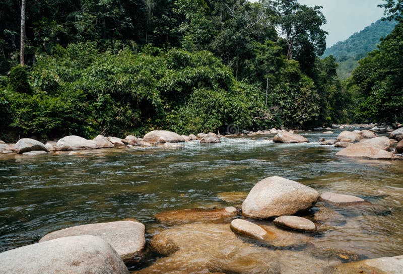 Wide River Going through the Rainforest Trees Stock Photo - Image of ...