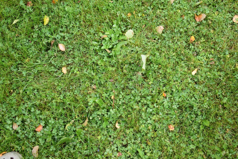 Zoomed in Rough Grass Texture Stock Image - Image of green, garden ...