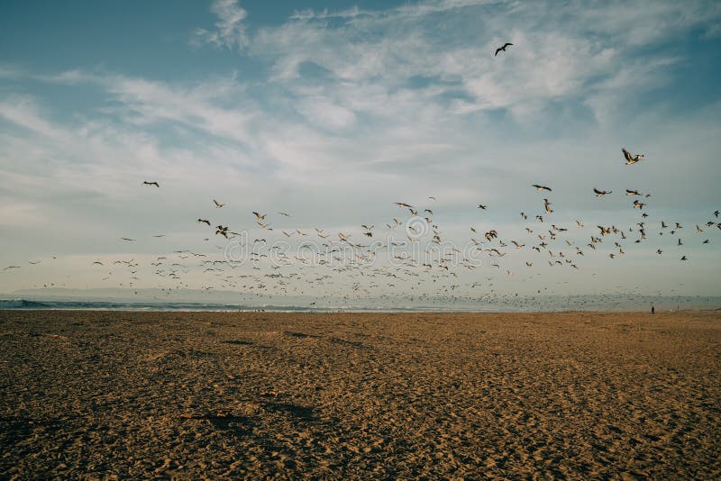 Wide Sandy Beach and Flock of Birds Flying on the Beach, Beautiful ...