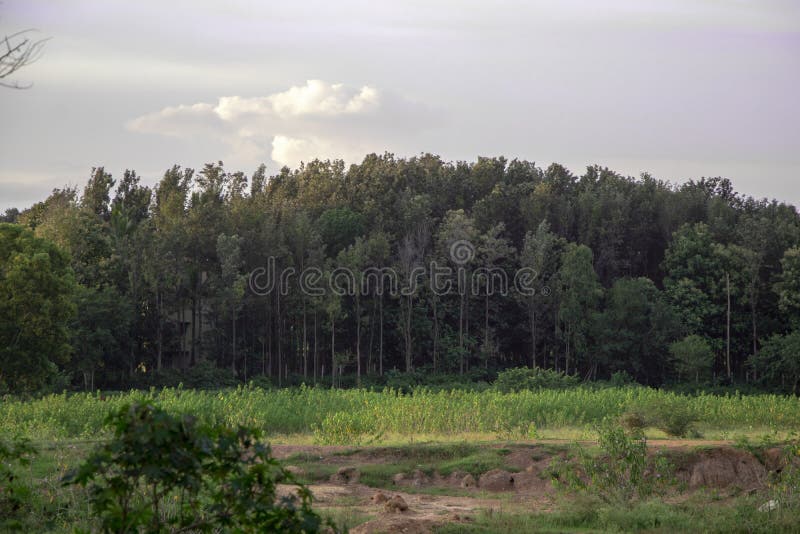Wide Scene of a Village Forest Stock Photo - Image of scene, tree ...