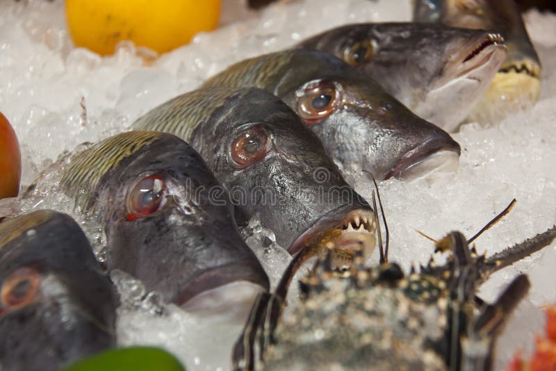 Wide Selection of Fish on Seafood Market Display Stock Image - Image of ...
