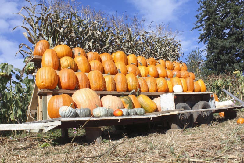 Wide Selection of Pumpkins stock photo. Image of pumpkins - 26879274